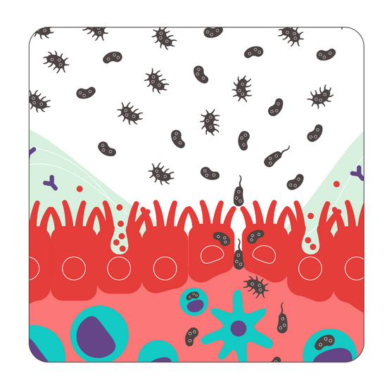 Gut Repair™ | Repair Leaky Gut Naturally – My Way Up